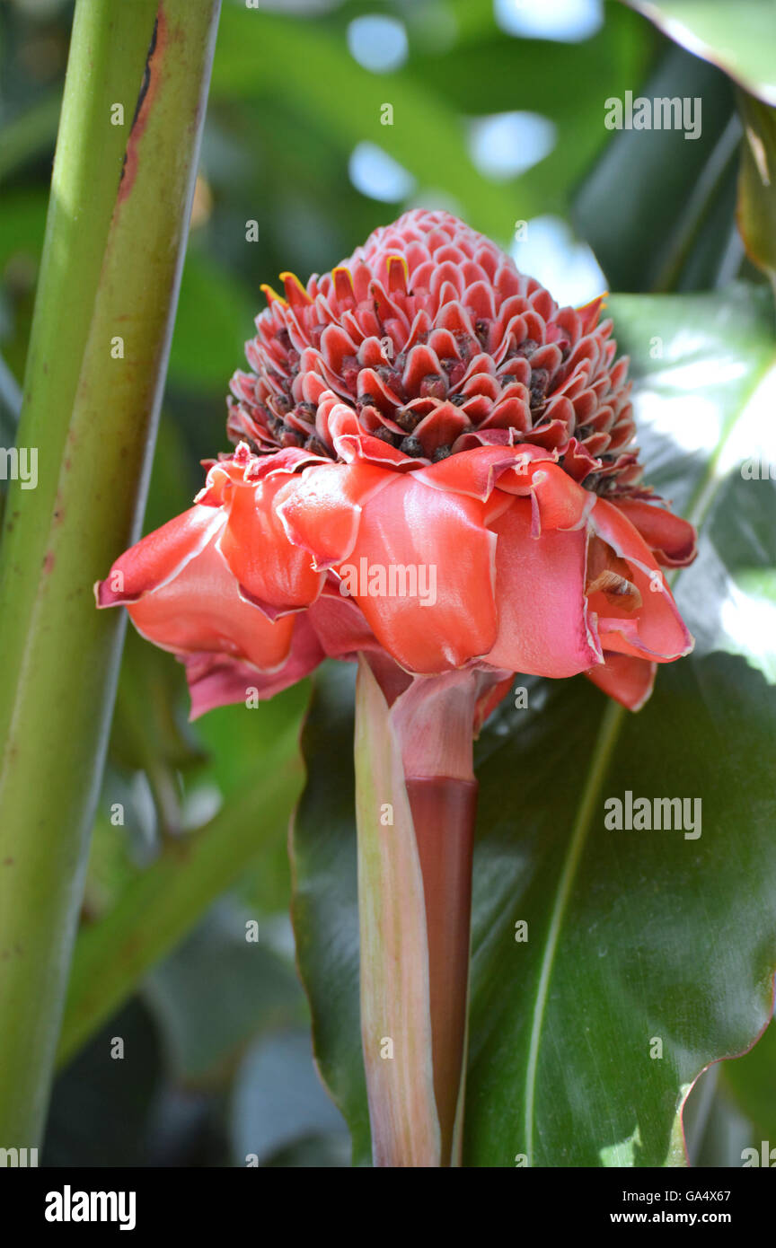 Red Torch Ginger Stock Photo - Alamy