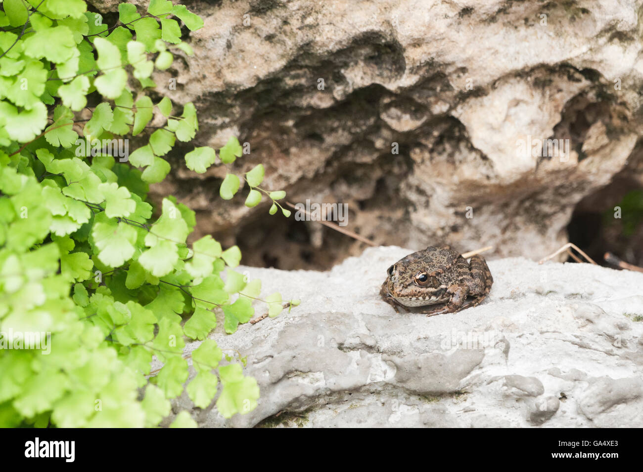 Portrait of a common frog taken in Spain Stock Photo - Alamy