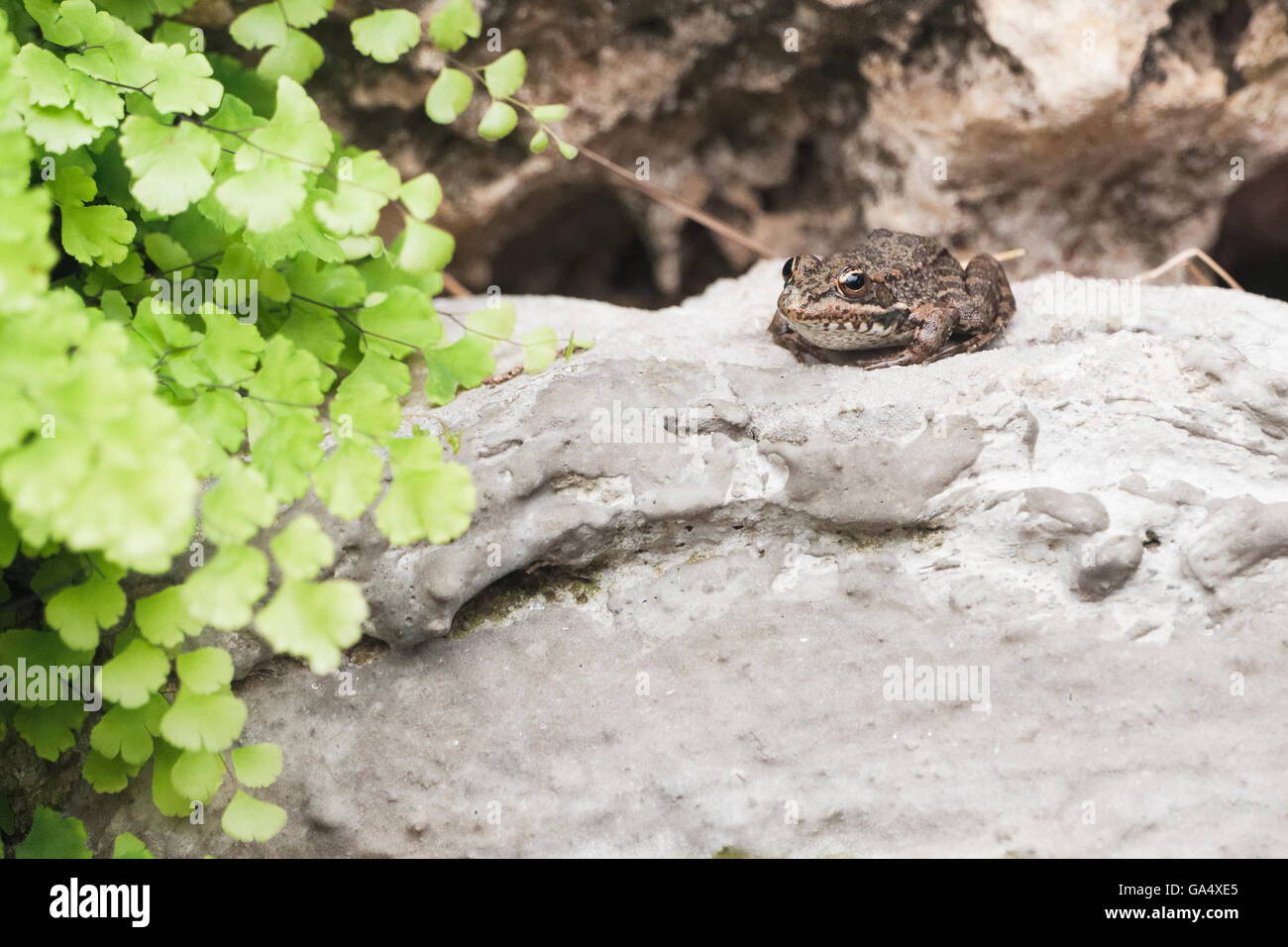 Portrait of a common frog taken in Spain Stock Photo - Alamy
