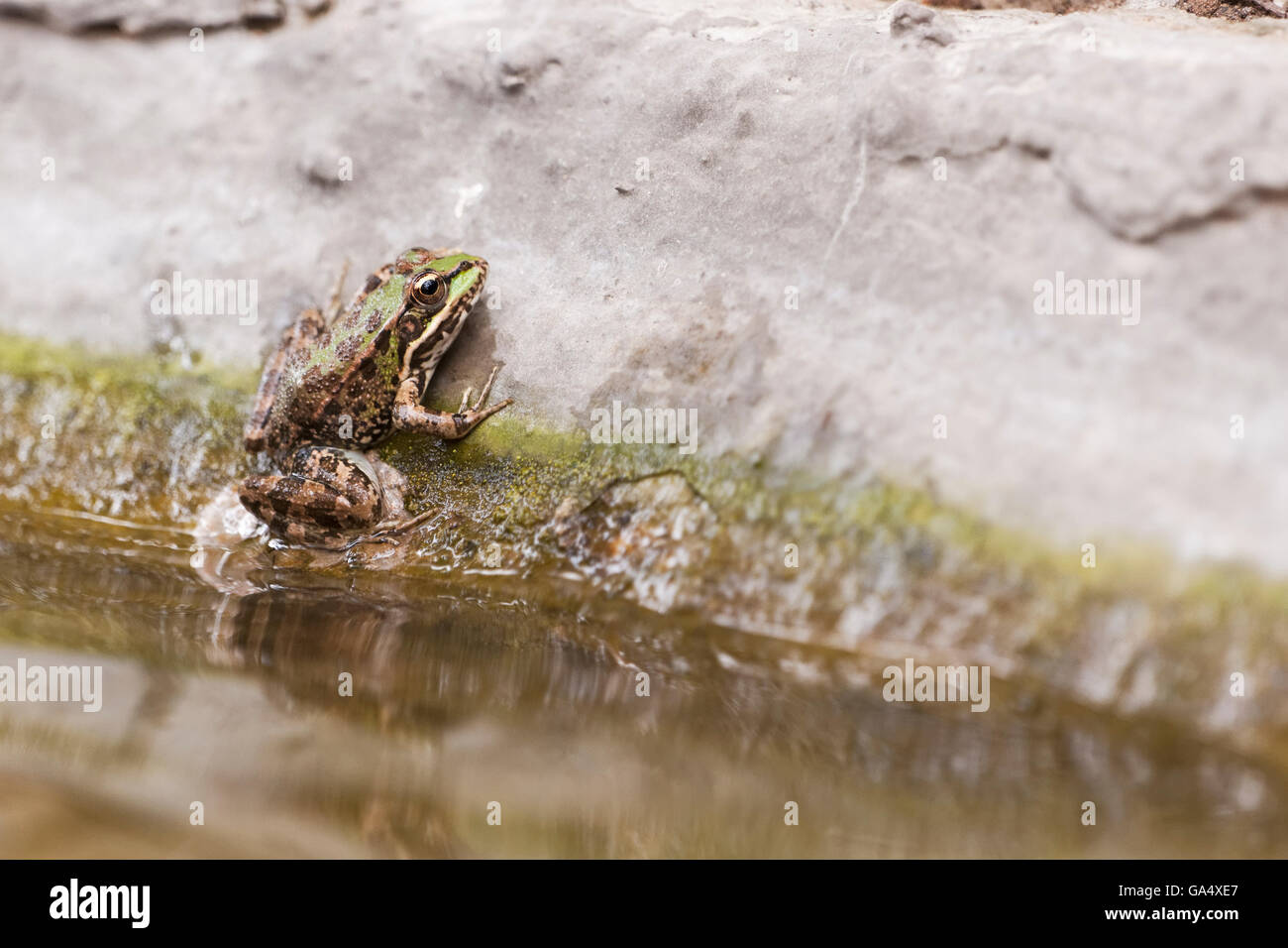 Portrait of a common frog taken in Spain Stock Photo - Alamy