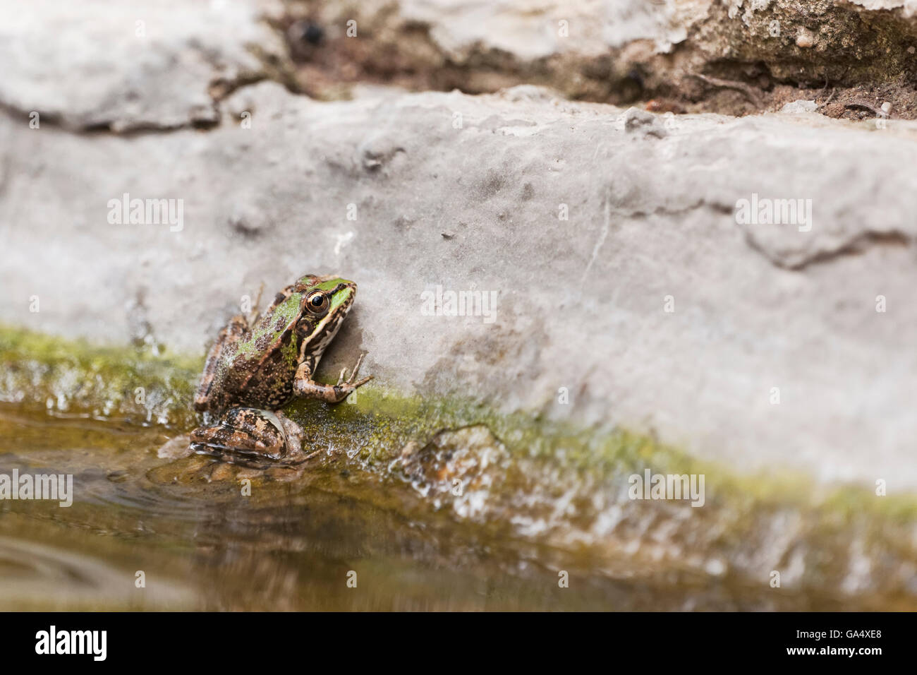 Portrait of a common frog taken in Spain Stock Photo - Alamy