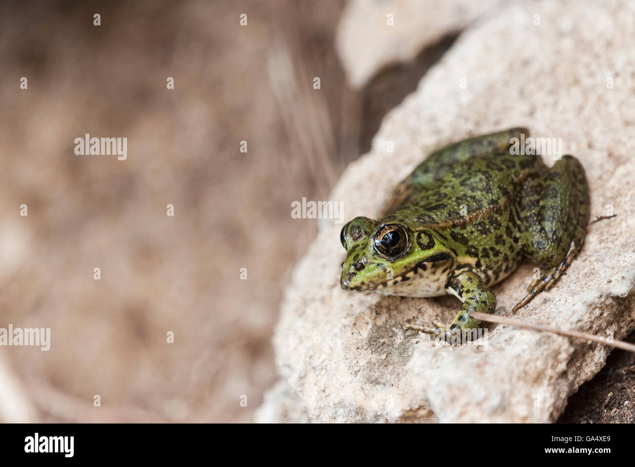 Portrait of a common frog taken in Spain Stock Photo - Alamy