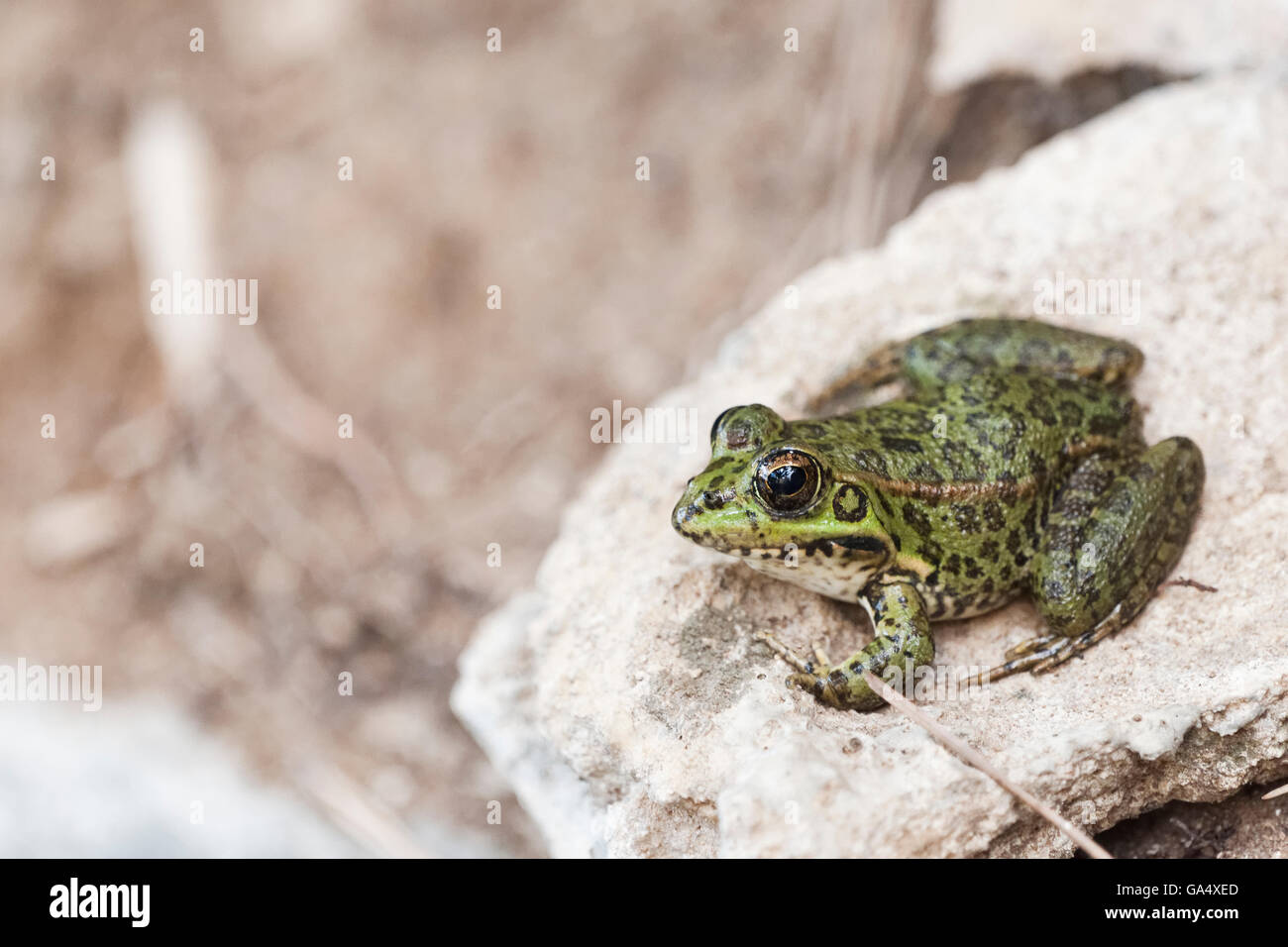 Portrait of a common frog taken in Spain Stock Photo - Alamy