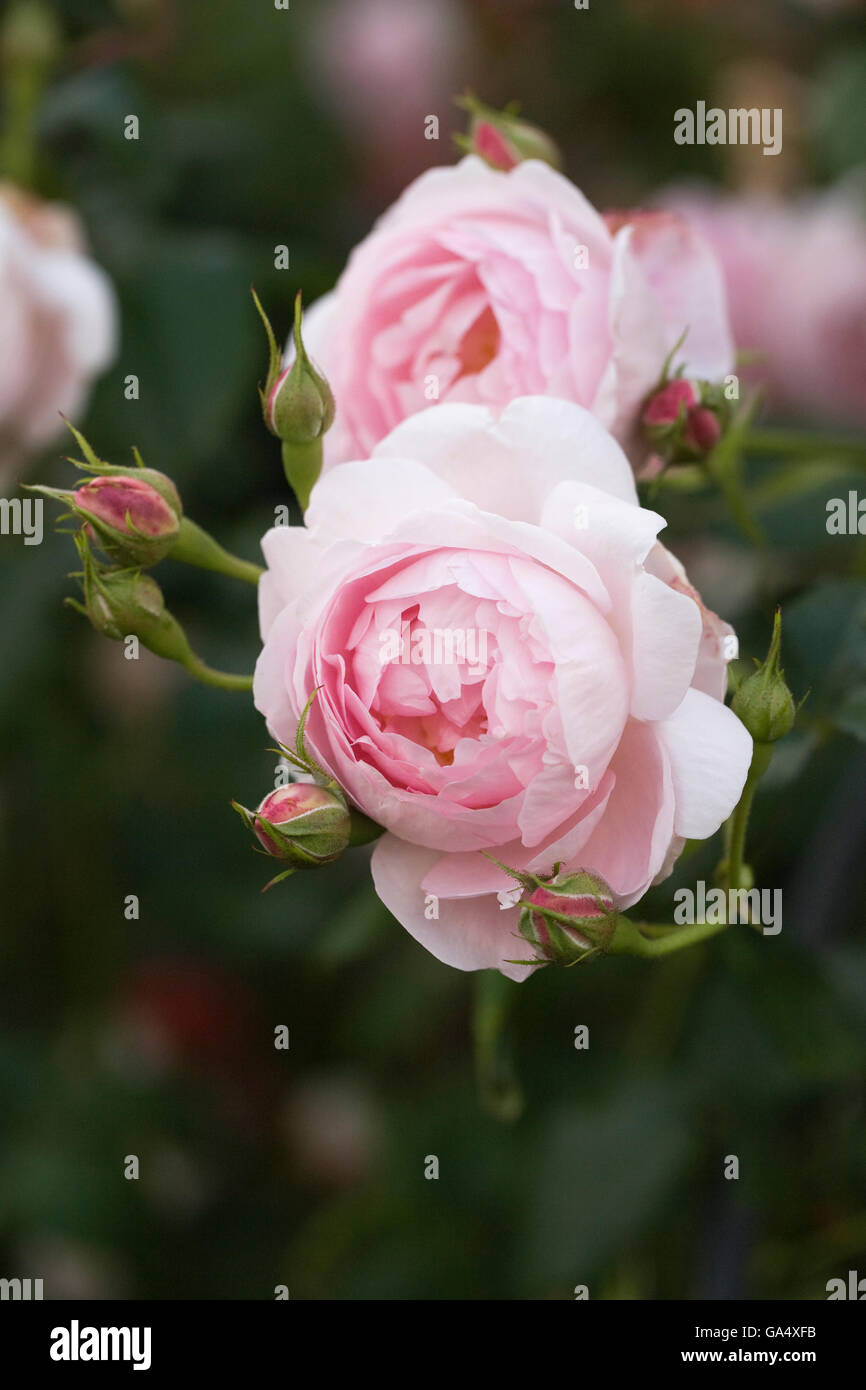 Pale pink Rose flowering in Summer Stock Photo - Alamy