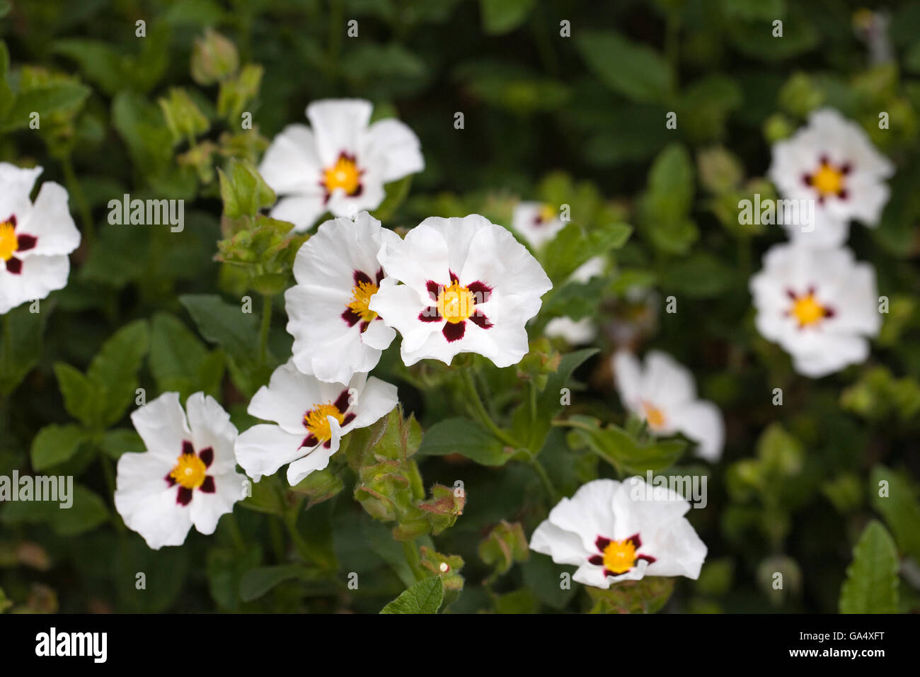 Evergreen shrub with white flowers hi-res stock photography and images ...