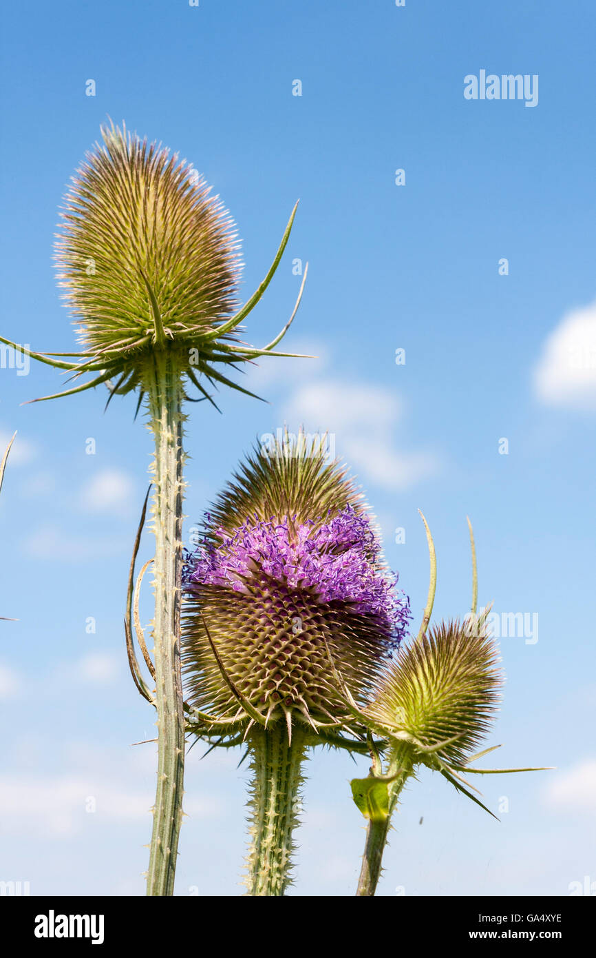 Teasel spikey hi-res stock photography and images - Alamy