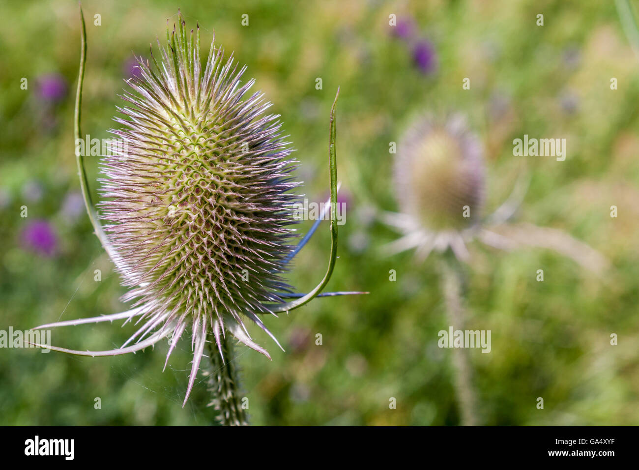 Common teasel hi-res stock photography and images - Alamy