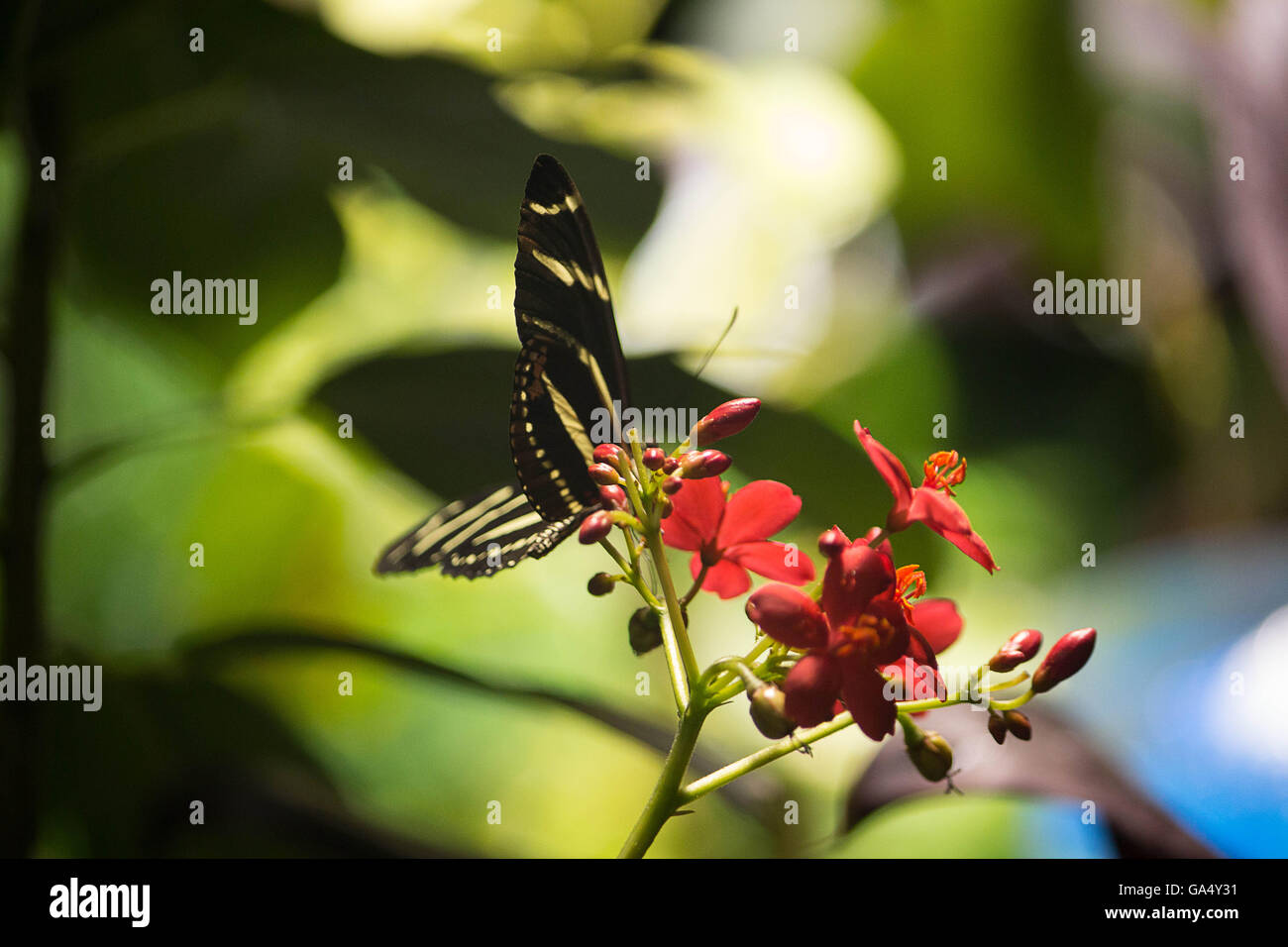 A yellow striped Zebra butterfly sits atop a leaf in a Butterfly ...