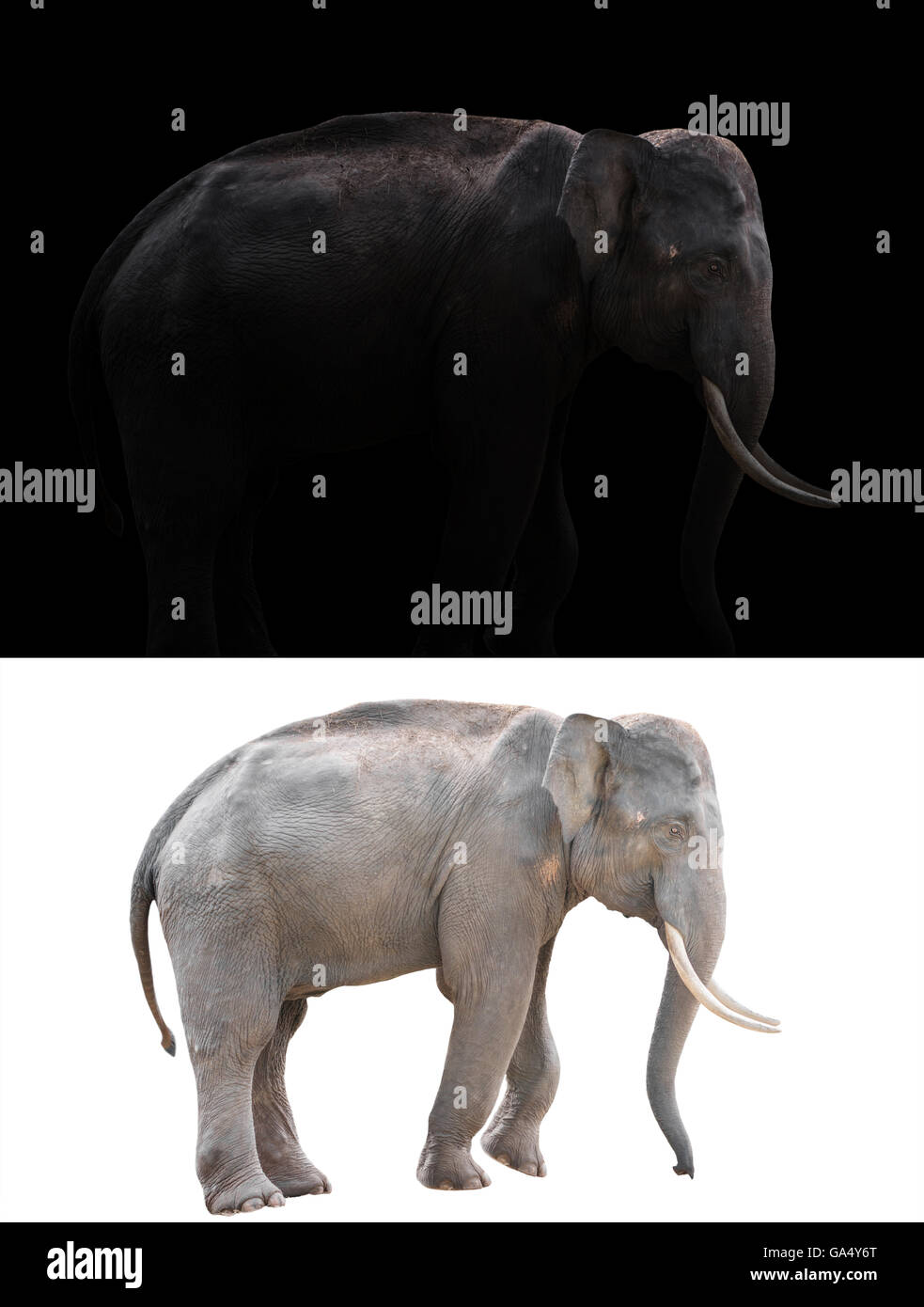 male elephant standing at night time with spotlight and male elephant ...