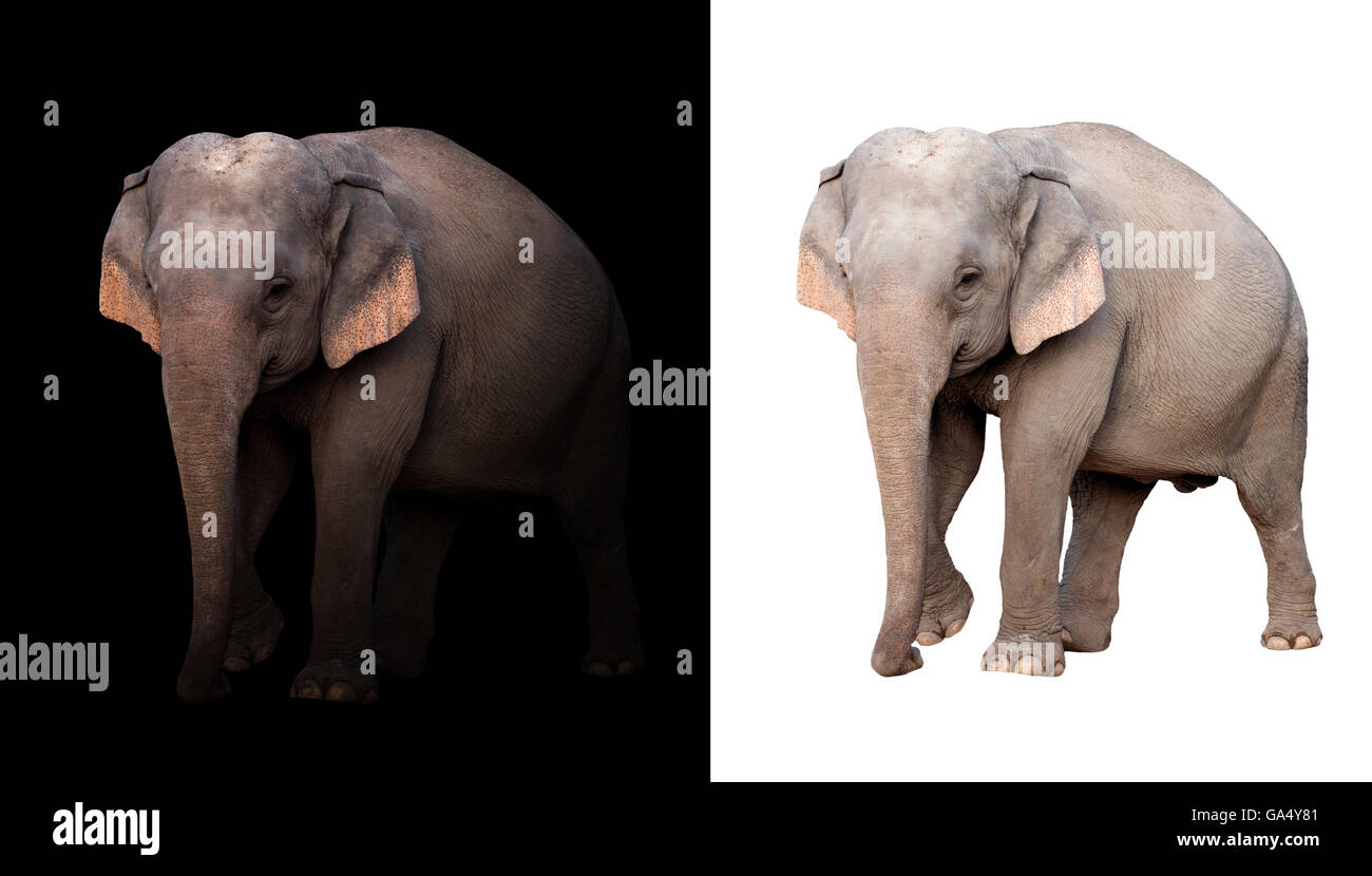 female elephant standing at night time with spotlight and female ...