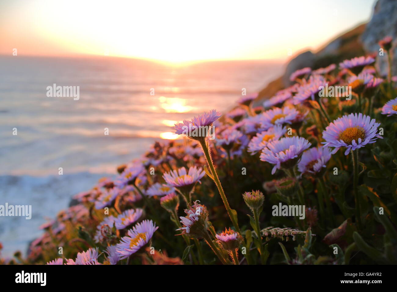 Beach daisies hi-res stock photography and images - Alamy