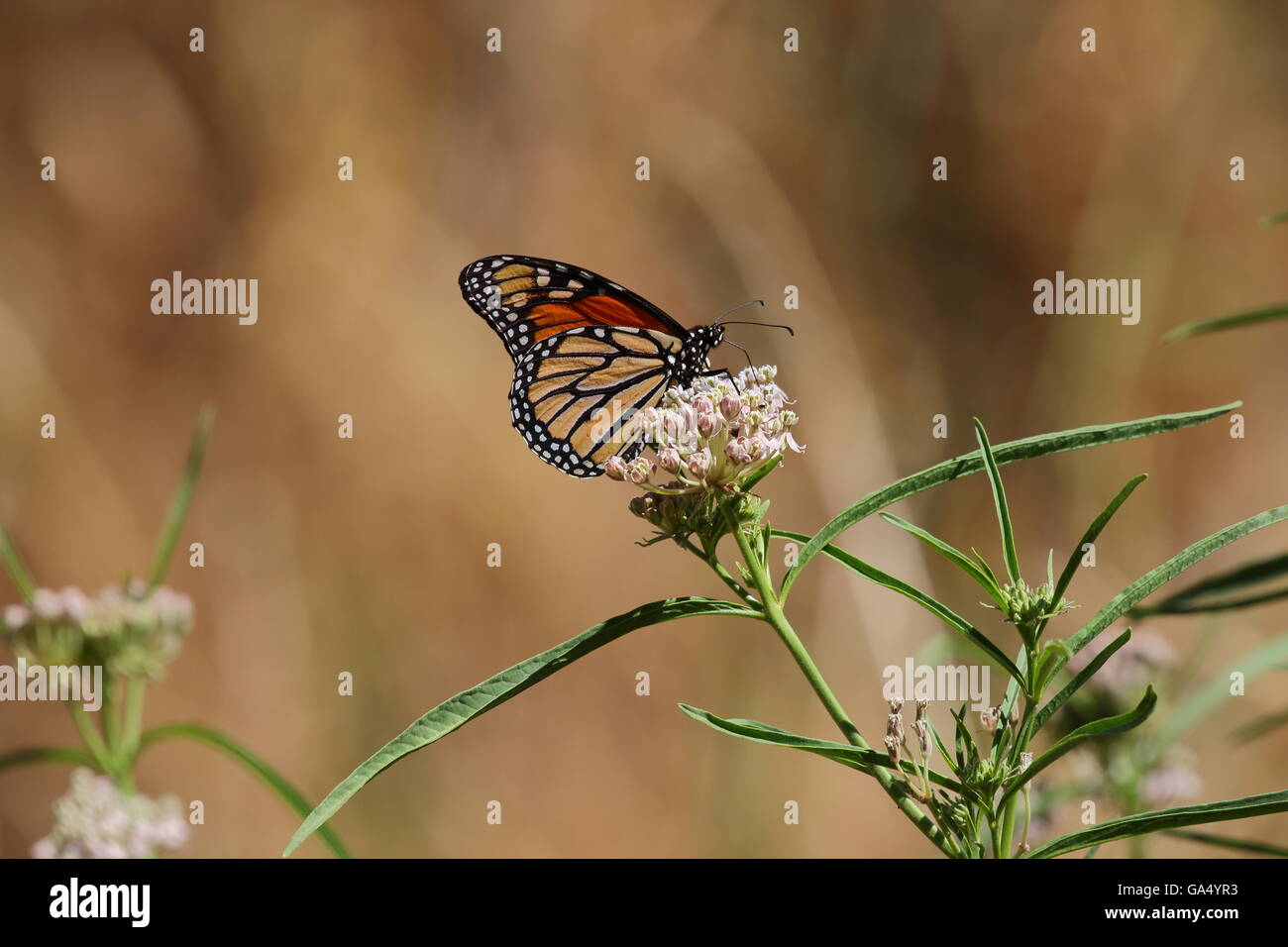 Monarch Butterfly, Danaus plexippus on Milkweed. Davis, California ...