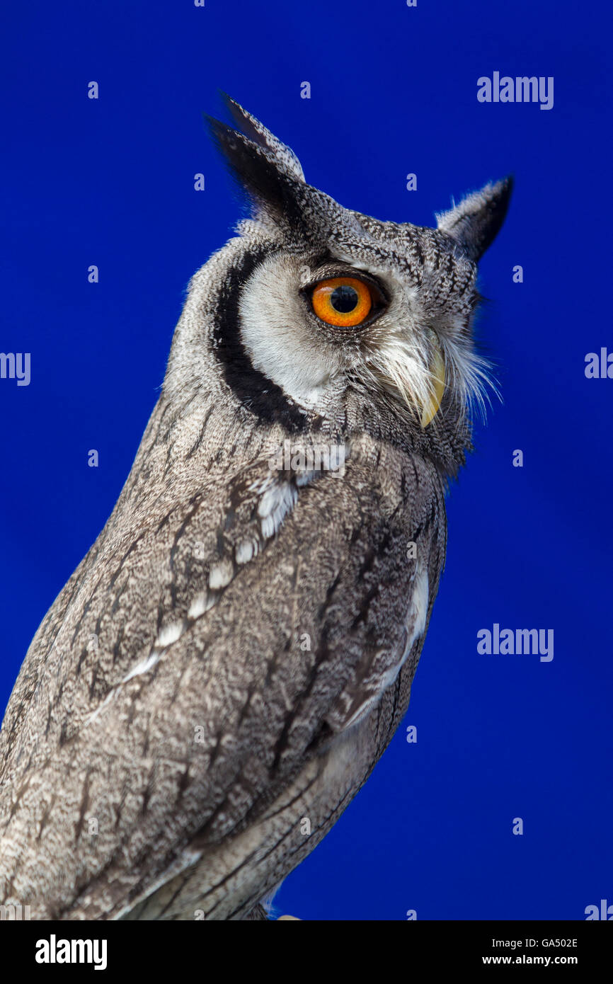 Northern White Faced Scops Owl. Stratford upon Avon Stock Photo - Alamy