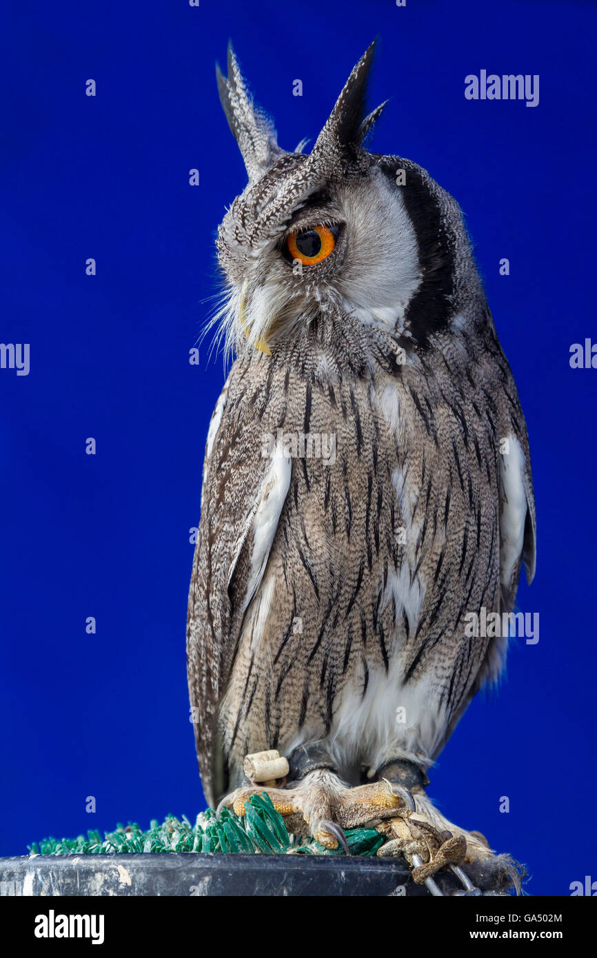 Northern white faced scops owl hi-res stock photography and images - Alamy