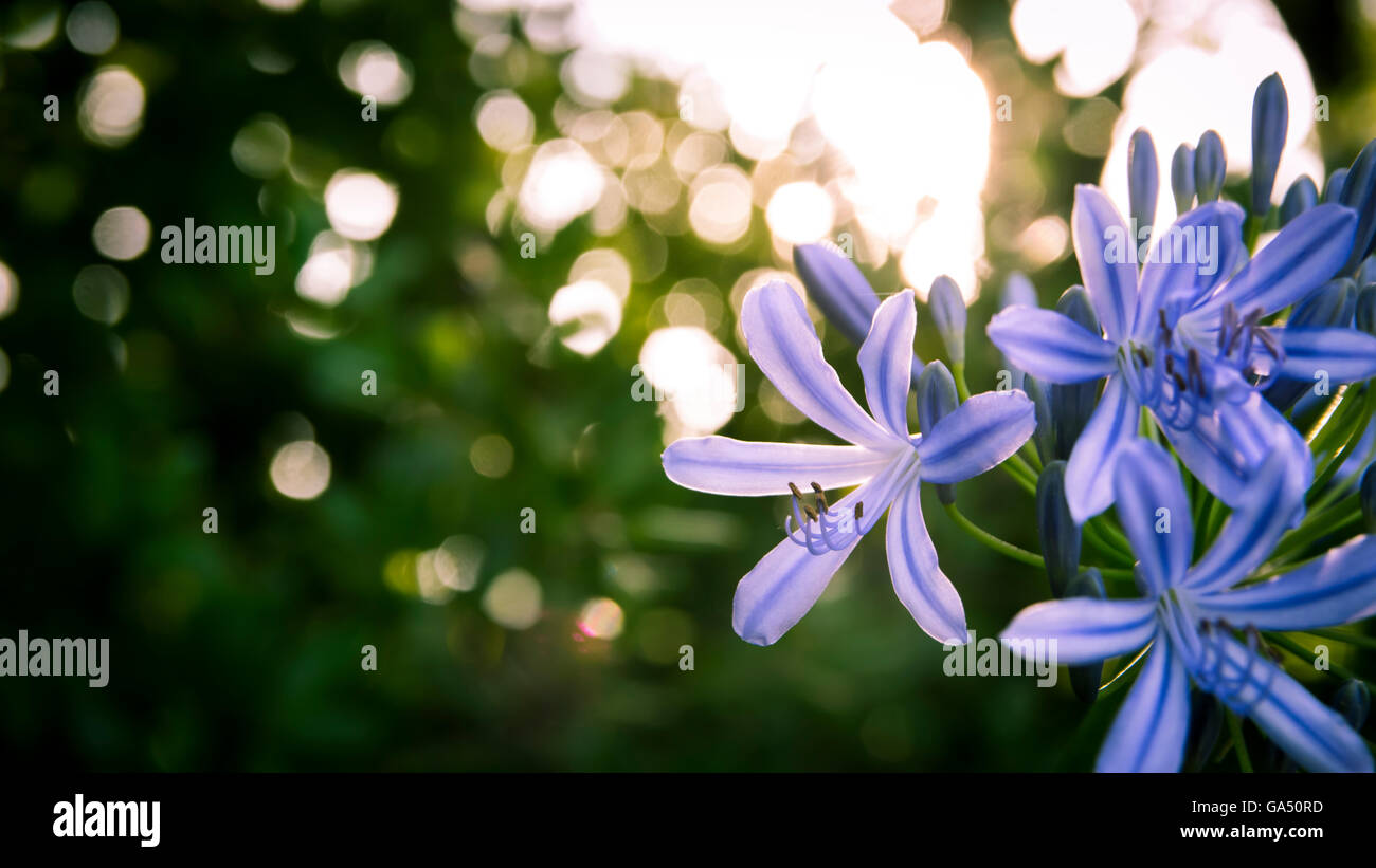 Light blue plants hi-res stock photography and images - Alamy