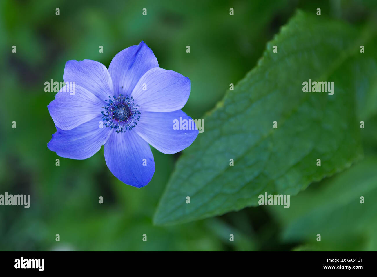 single blue flower, top view Stock Photo - Alamy