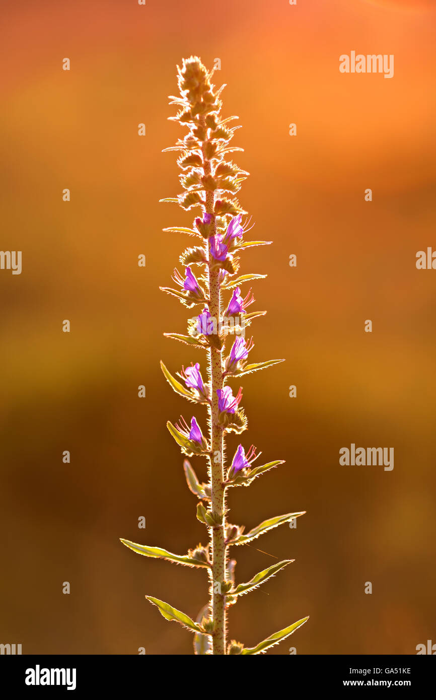 Purple flower hi-res stock photography and images - Alamy