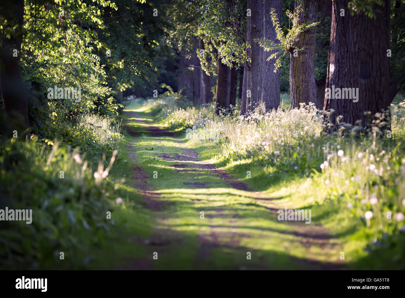 rural path among old green trees Stock Photo - Alamy