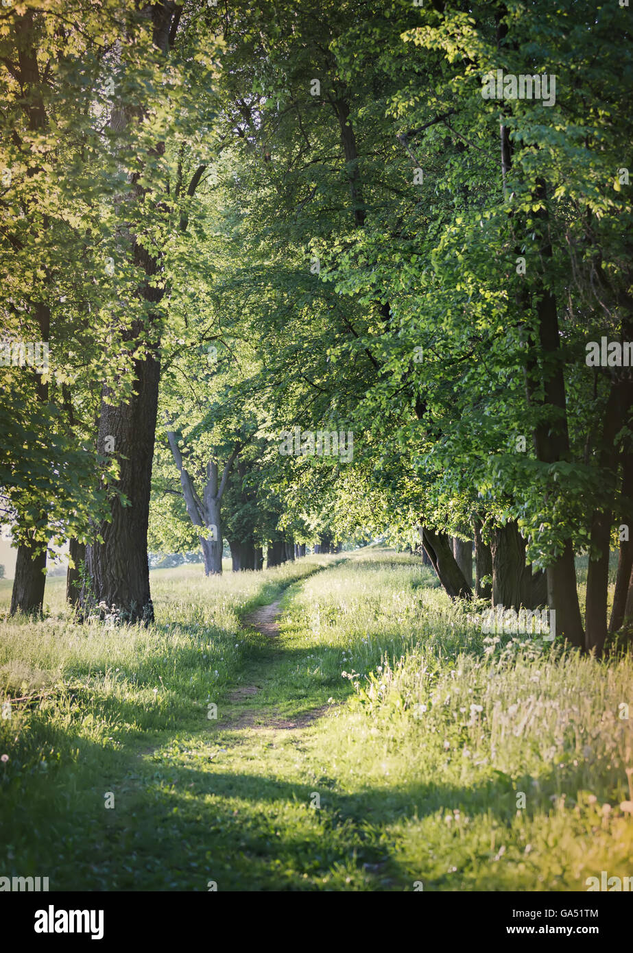 rural path among old green trees Stock Photo - Alamy