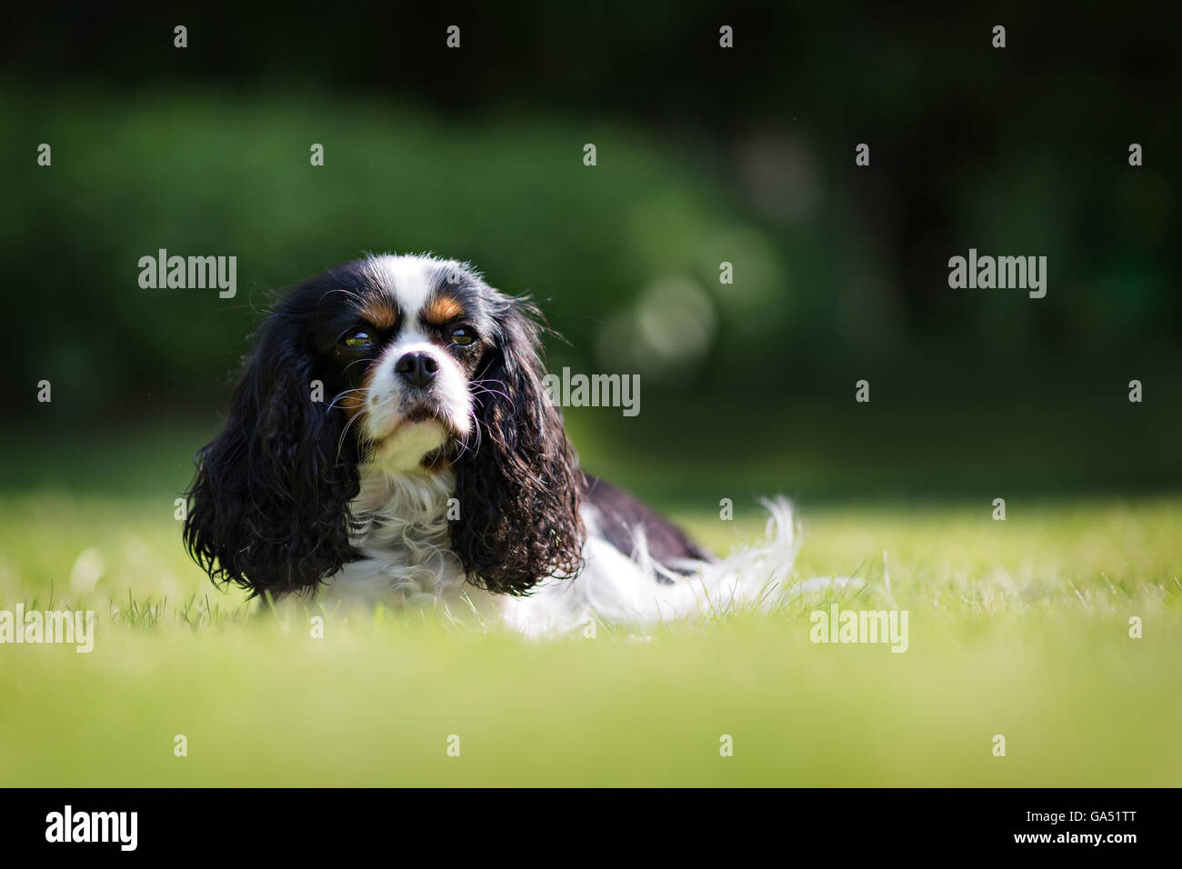 Cavalier Spaniel Stock Photos & Cavalier Spaniel Stock Images - Alamy