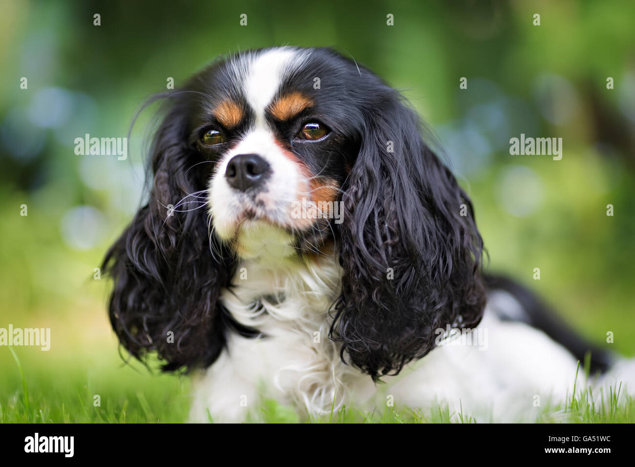 cute dog, cavalier spaniel on the grass Stock Photo - Alamy
