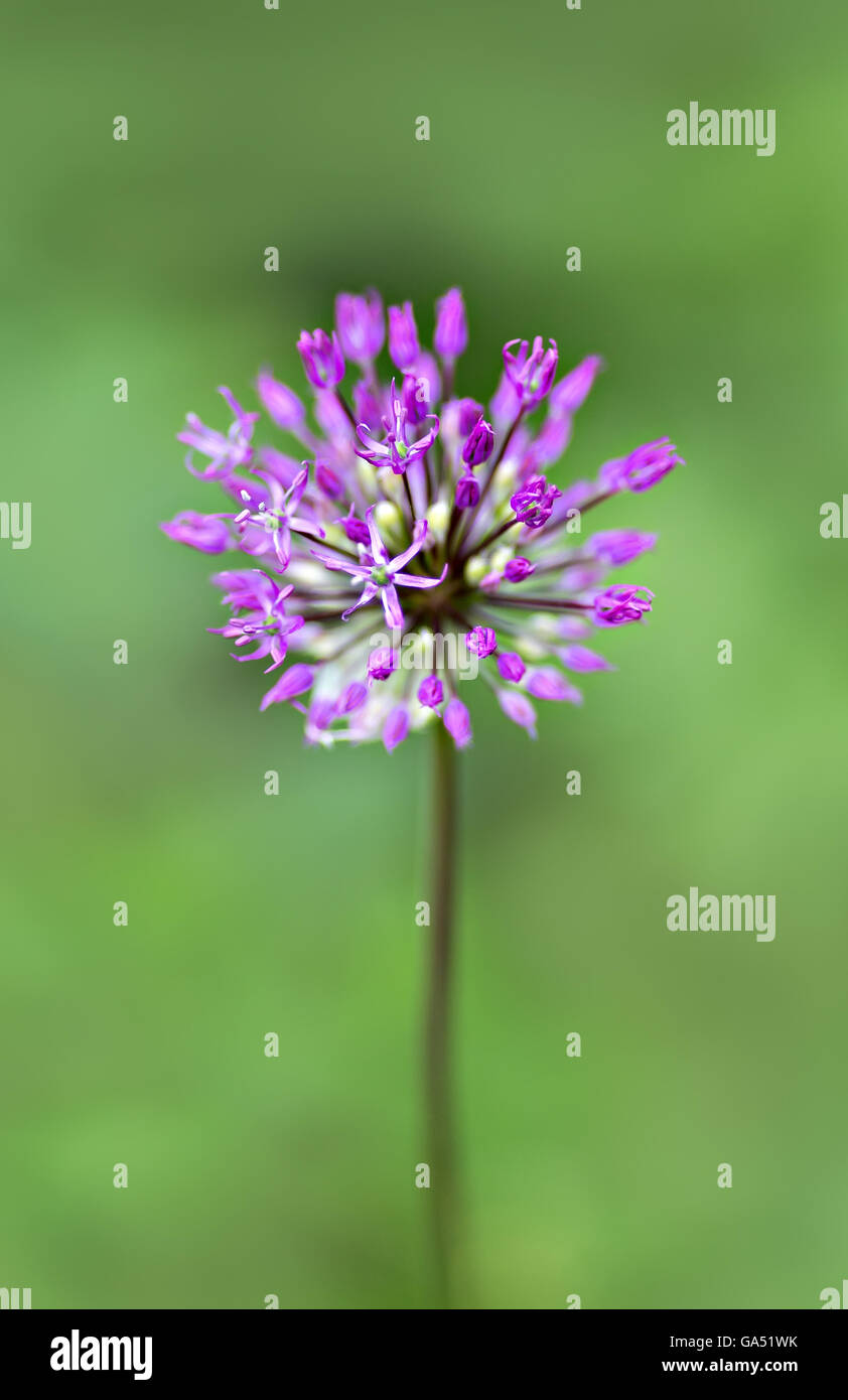 fragile purple flower over the green background Stock Photo - Alamy
