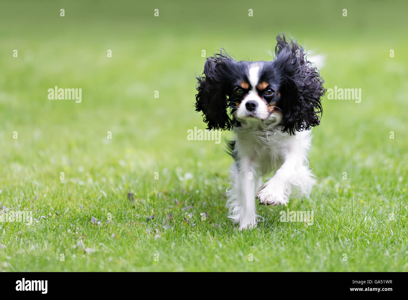 Dog running spaniel hi-res stock photography and images - Alamy