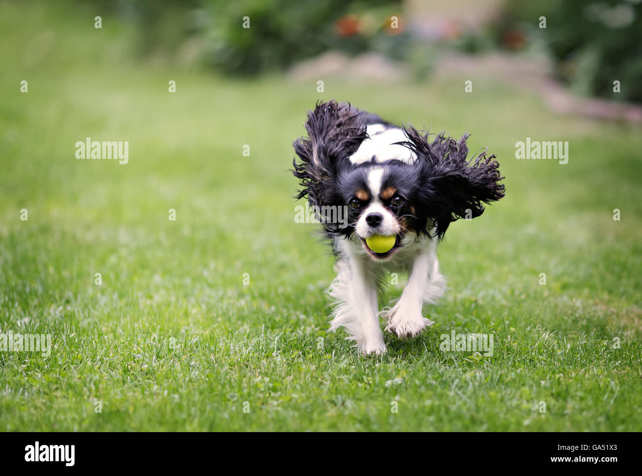 Dog running spaniel hi-res stock photography and images - Alamy