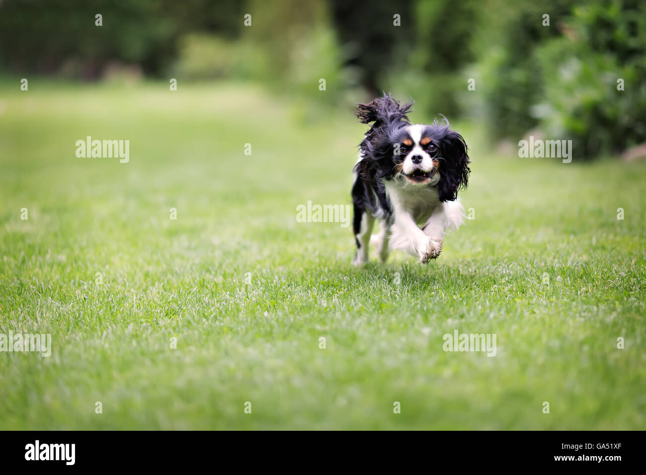 Dog running spaniel hi-res stock photography and images - Alamy