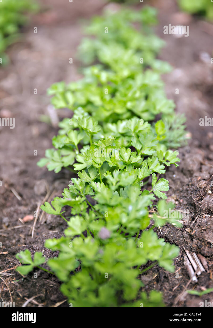 organic parsley growing in the garden Stock Photo - Alamy