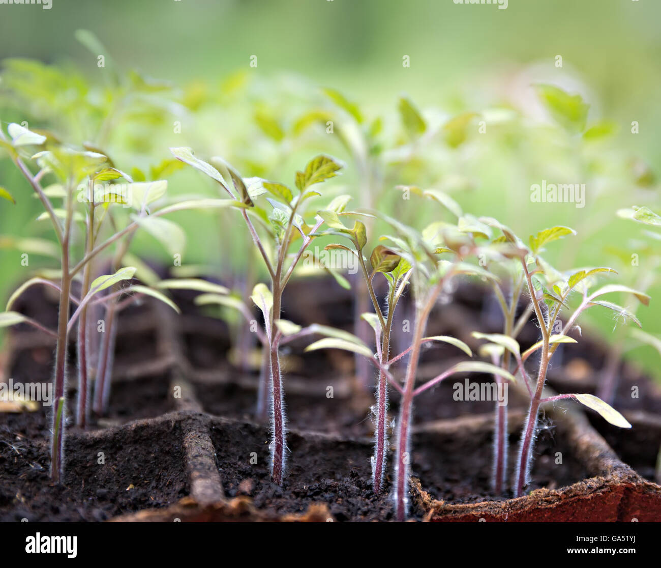 small seedlings of tomatoes in the garden Stock Photo - Alamy