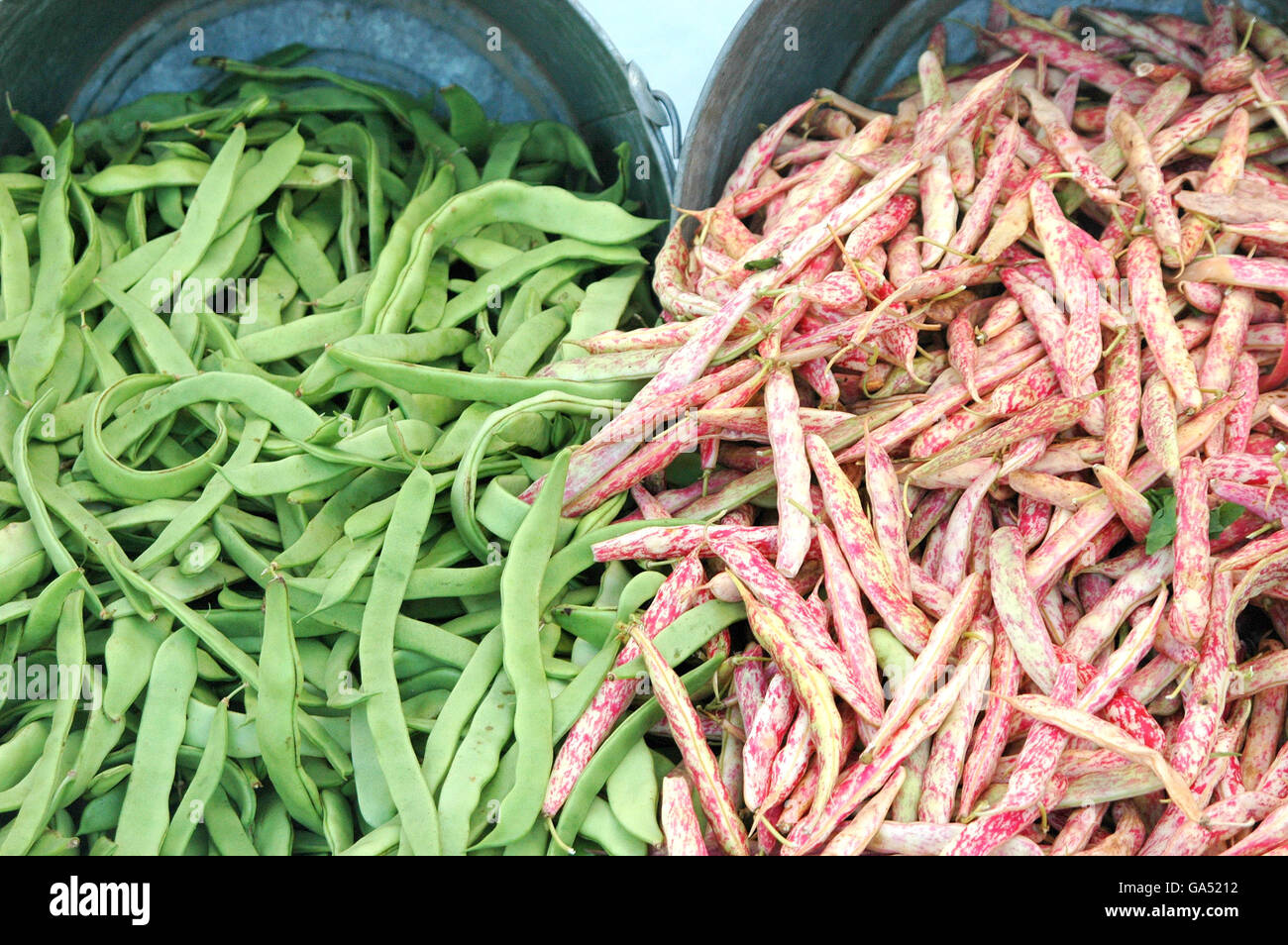 Fresh picked green beans displayed Stock Photo - Alamy