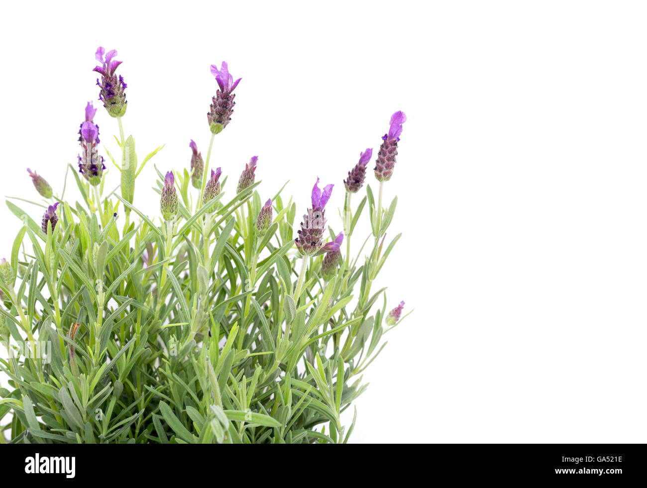 lavender isolated on white background, copy space Stock Photo - Alamy