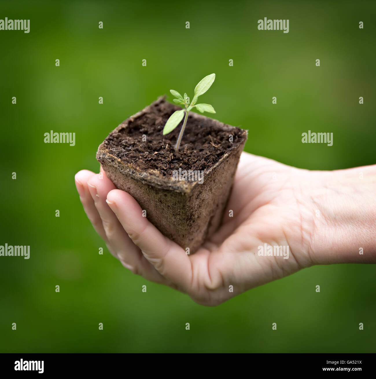 Human hands holding seedling hi-res stock photography and images - Alamy