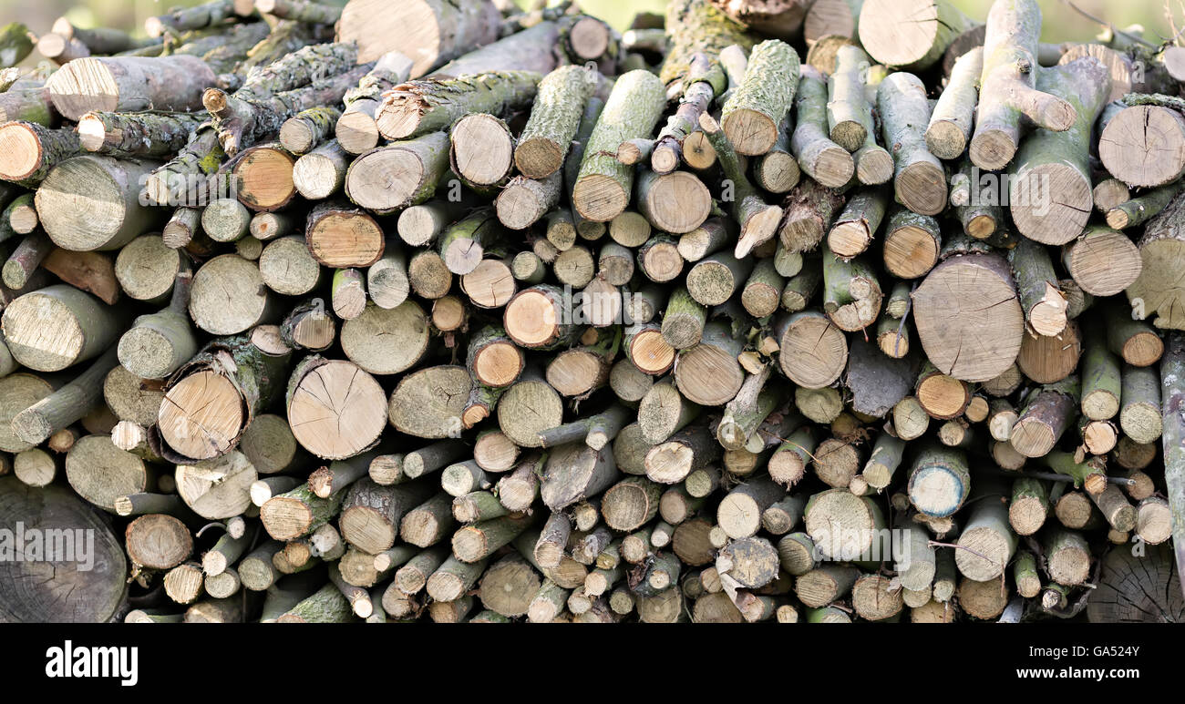a pile of roughly cut wood in the forest Stock Photo - Alamy