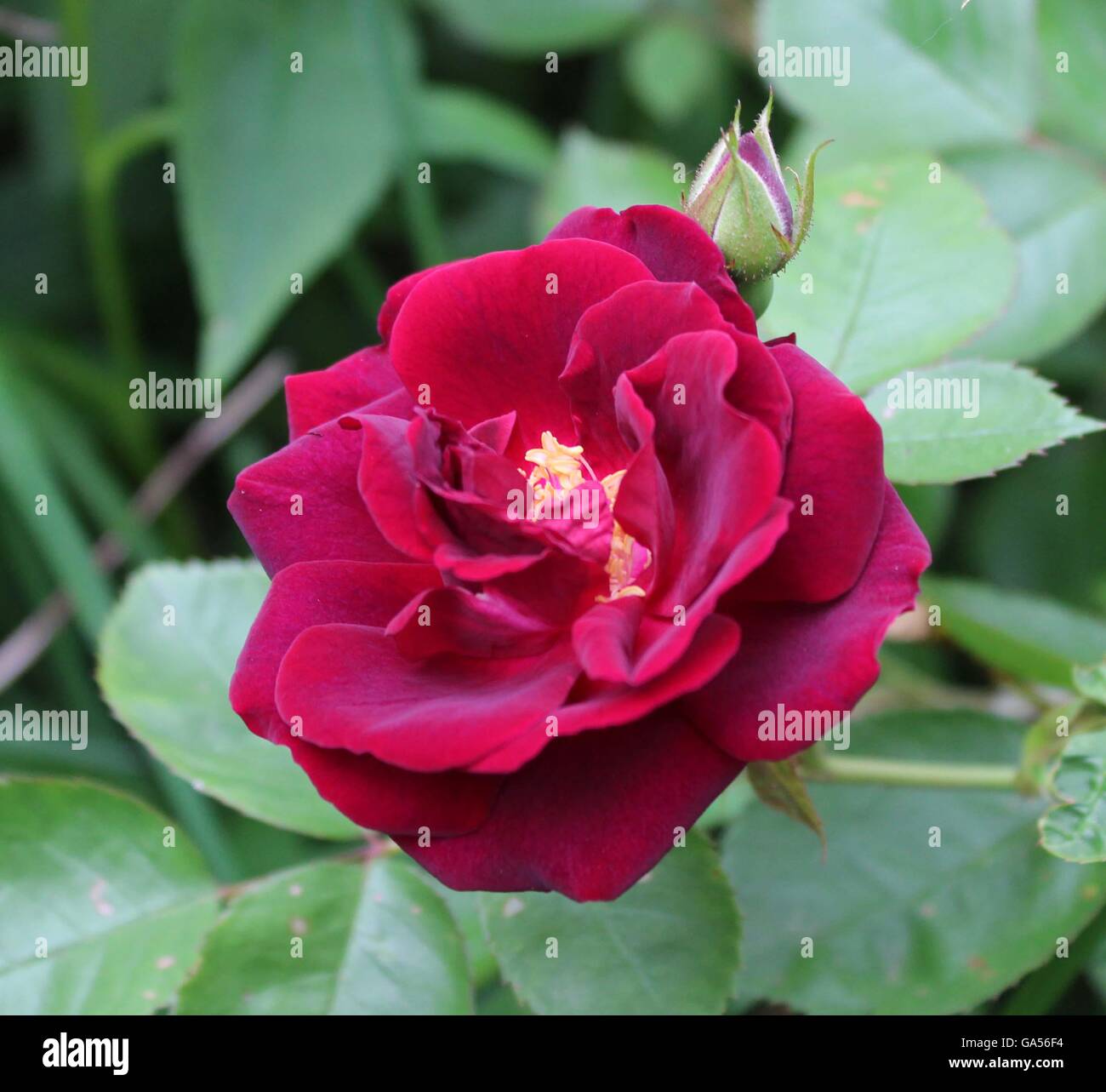 red rose in full bloom Stock Photo - Alamy