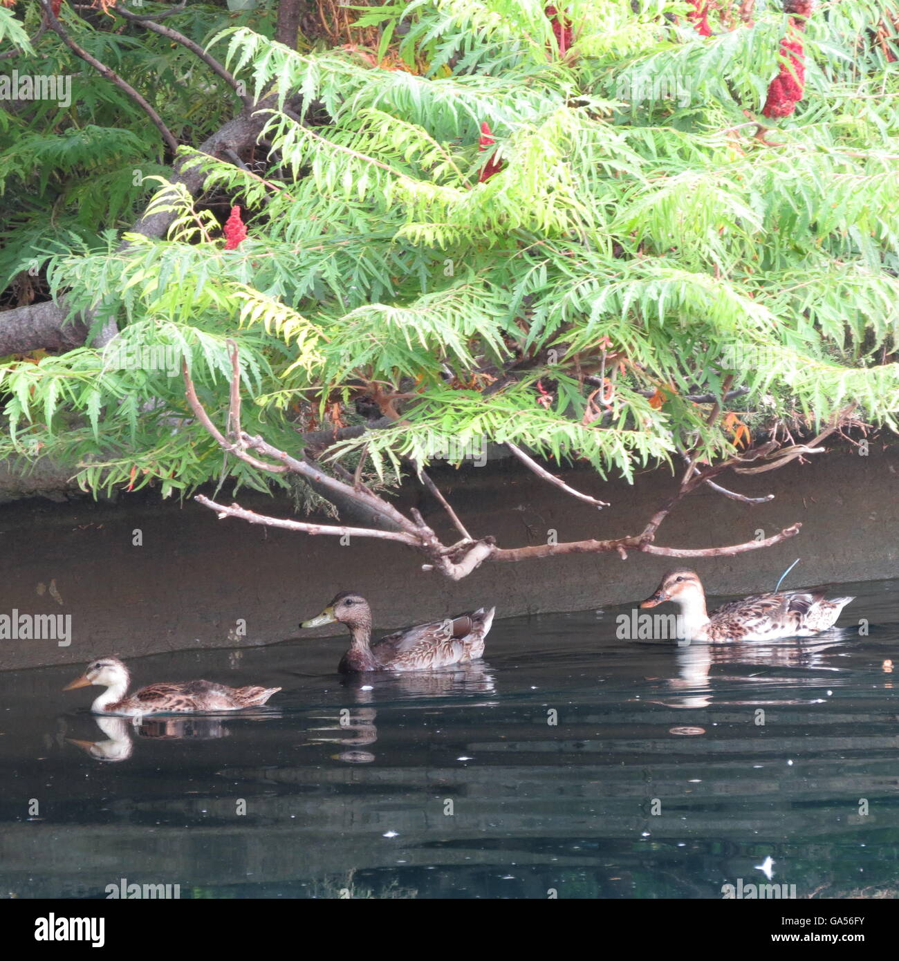 this photo of ducks swimming under a tree was taken in a public pond ...