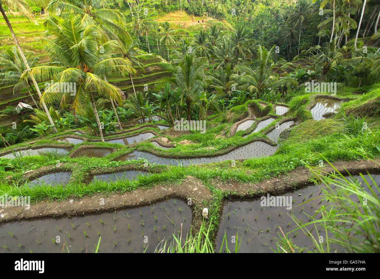 Green rice terraces in Bali island Stock Photo - Alamy