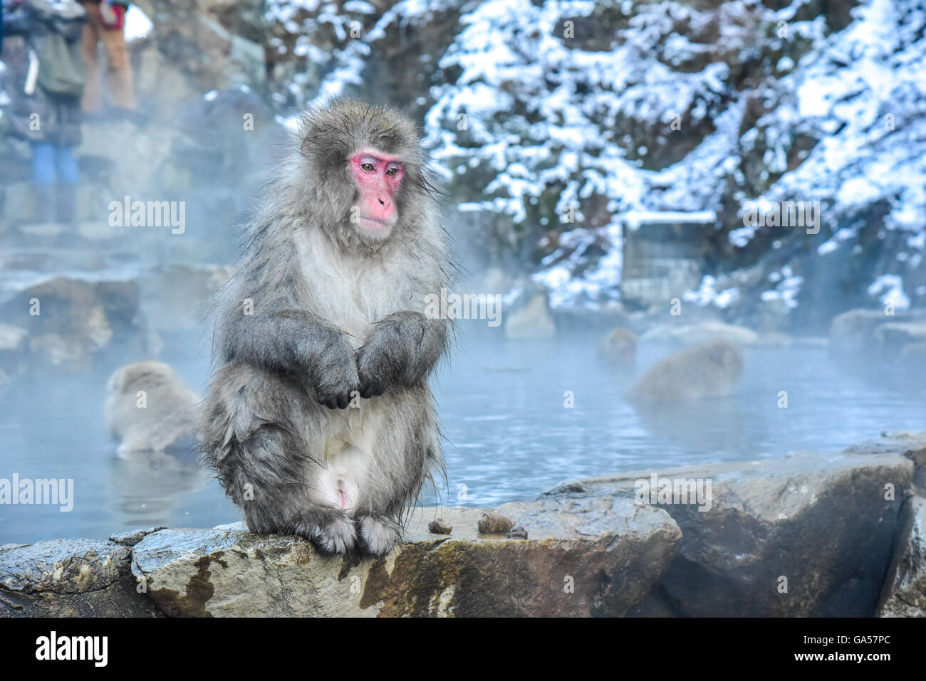 Japanese Macaques in Hot Springs Stock Photo - Alamy
