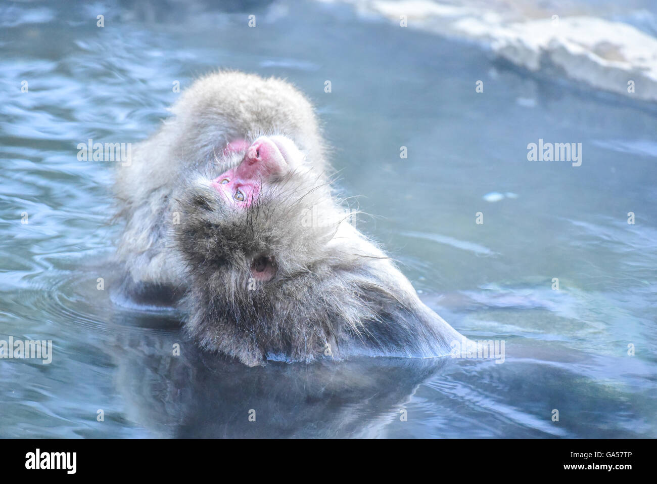 Japanese Macaques Bathing in Hot Springs in Nagano Stock Photo - Alamy