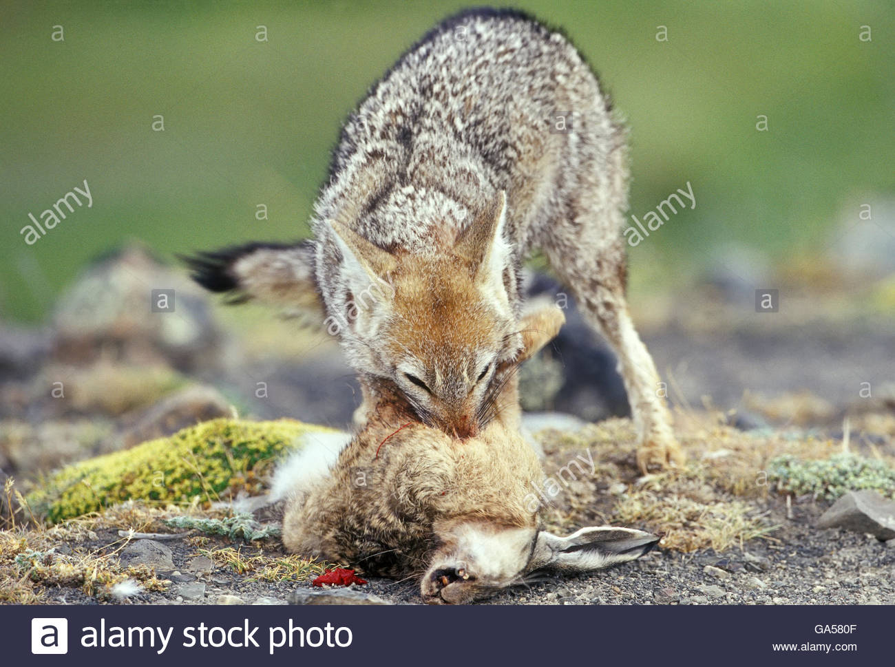 Patagonian Grey Fox Stock Photos & Patagonian Grey Fox Stock Images - Alamy