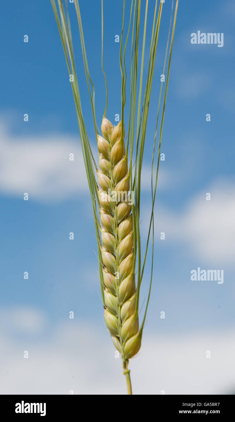 Barley malt variety hi-res stock photography and images - Alamy