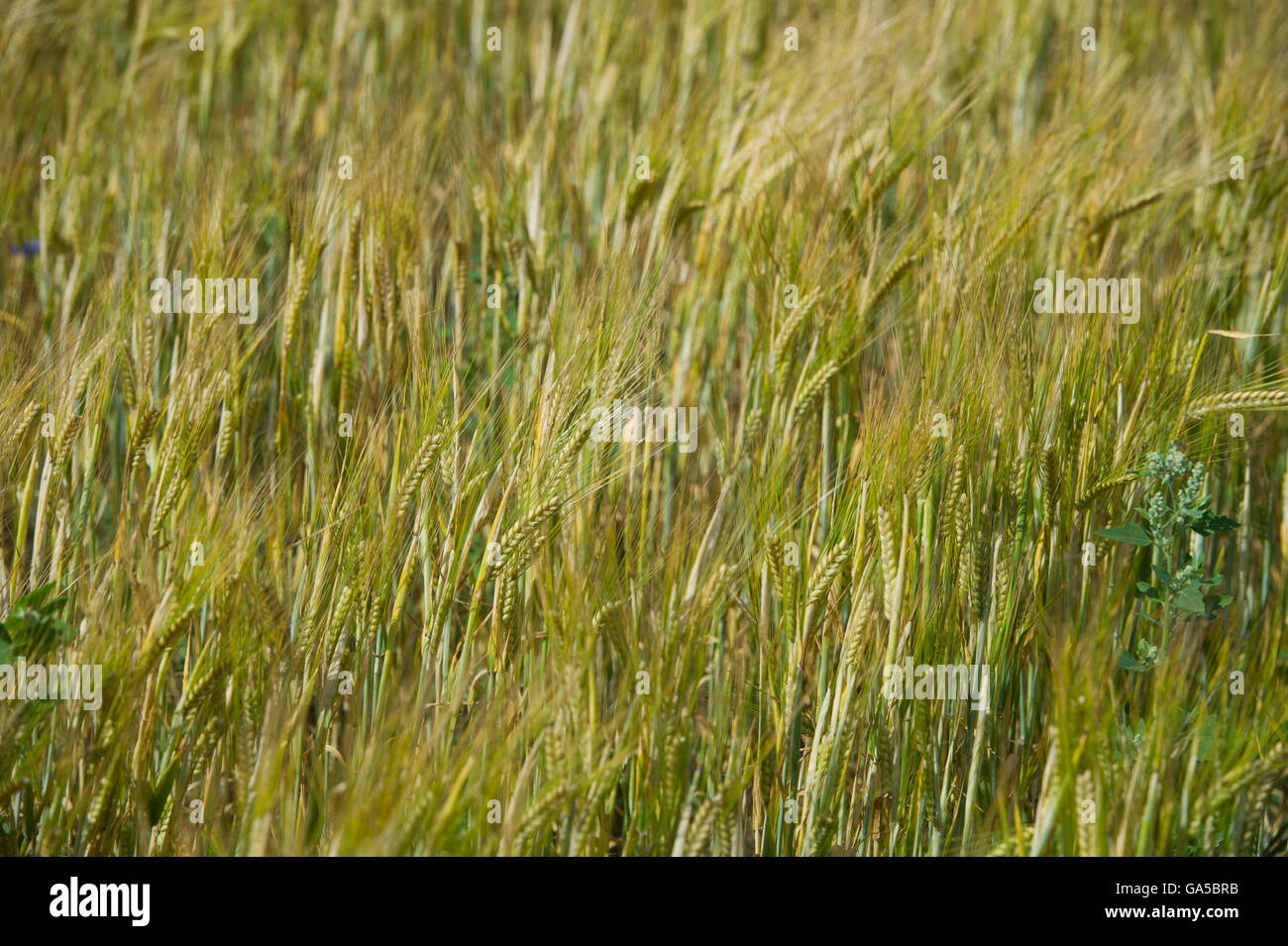Barley malt variety hi-res stock photography and images - Alamy