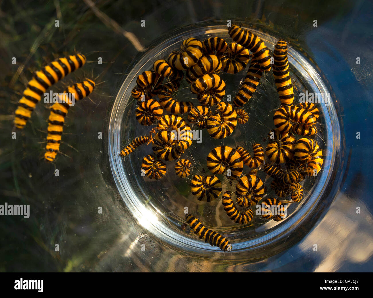 Roseburg, Oregon, USA. 2nd July, 2016. Brightly colored Cinnabar moth ...