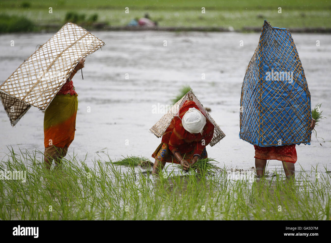 Lalitpur, Nepal. 3rd July, 2016. Nepalese farmers wearing a traditional ...