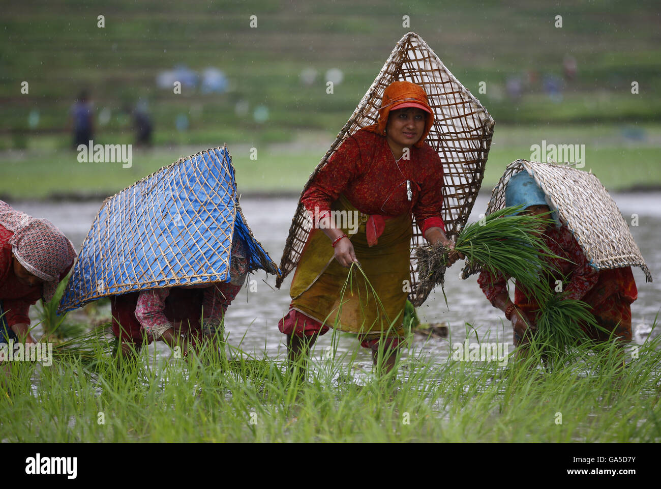 Farmers plant paddy saplings hi-res stock photography and images - Alamy Farmers plant paddy saplings hi-res stock photography and images - Alamy