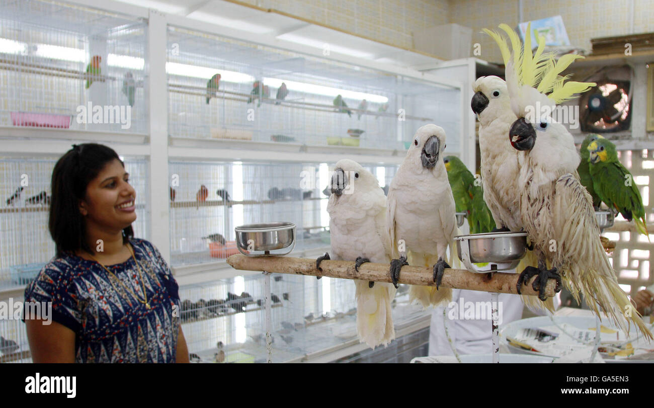 Parrots in market hi-res stock photography and images - Alamy
