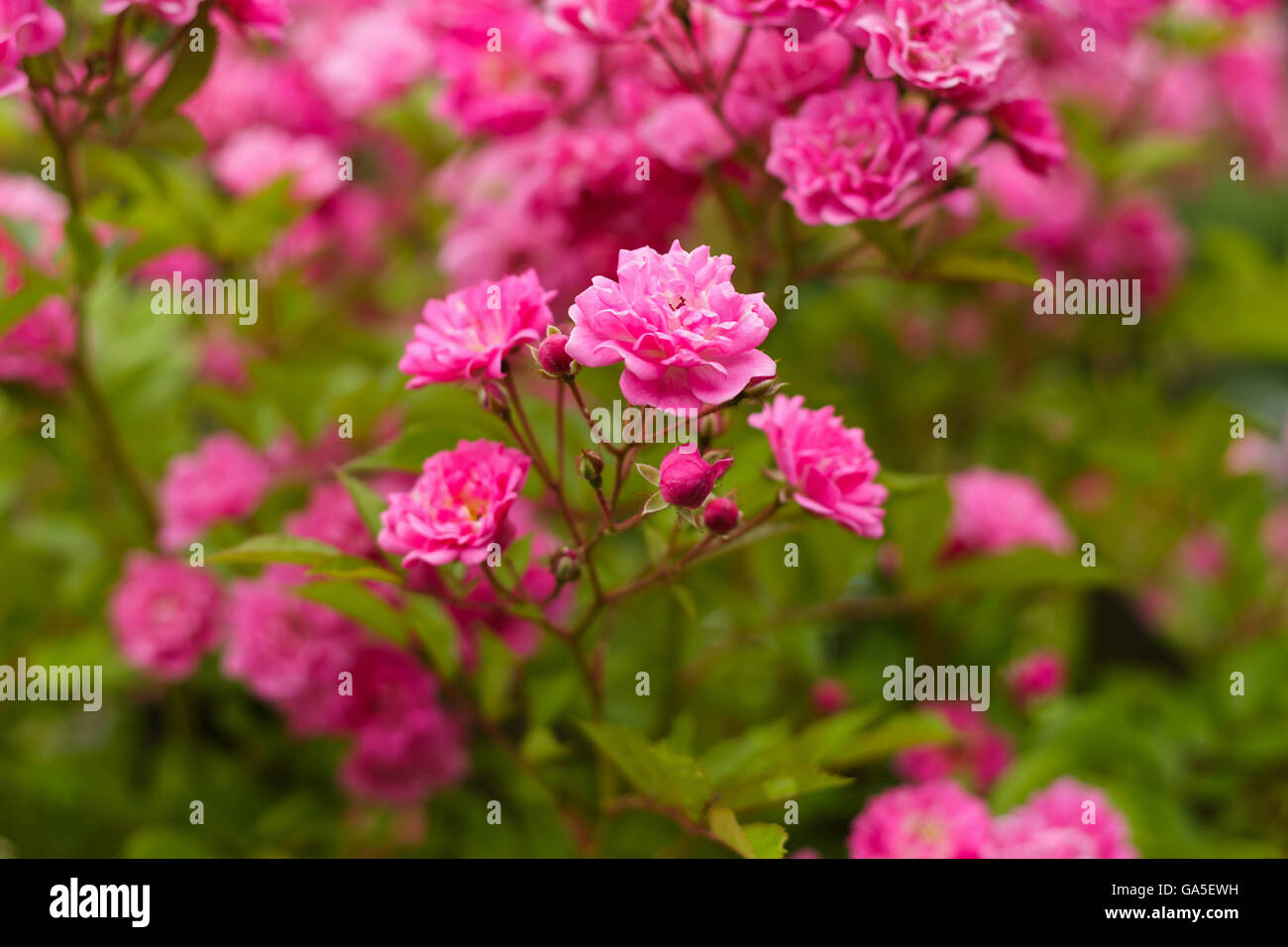 rose view of flowers blurred background Stock Photo - Alamy