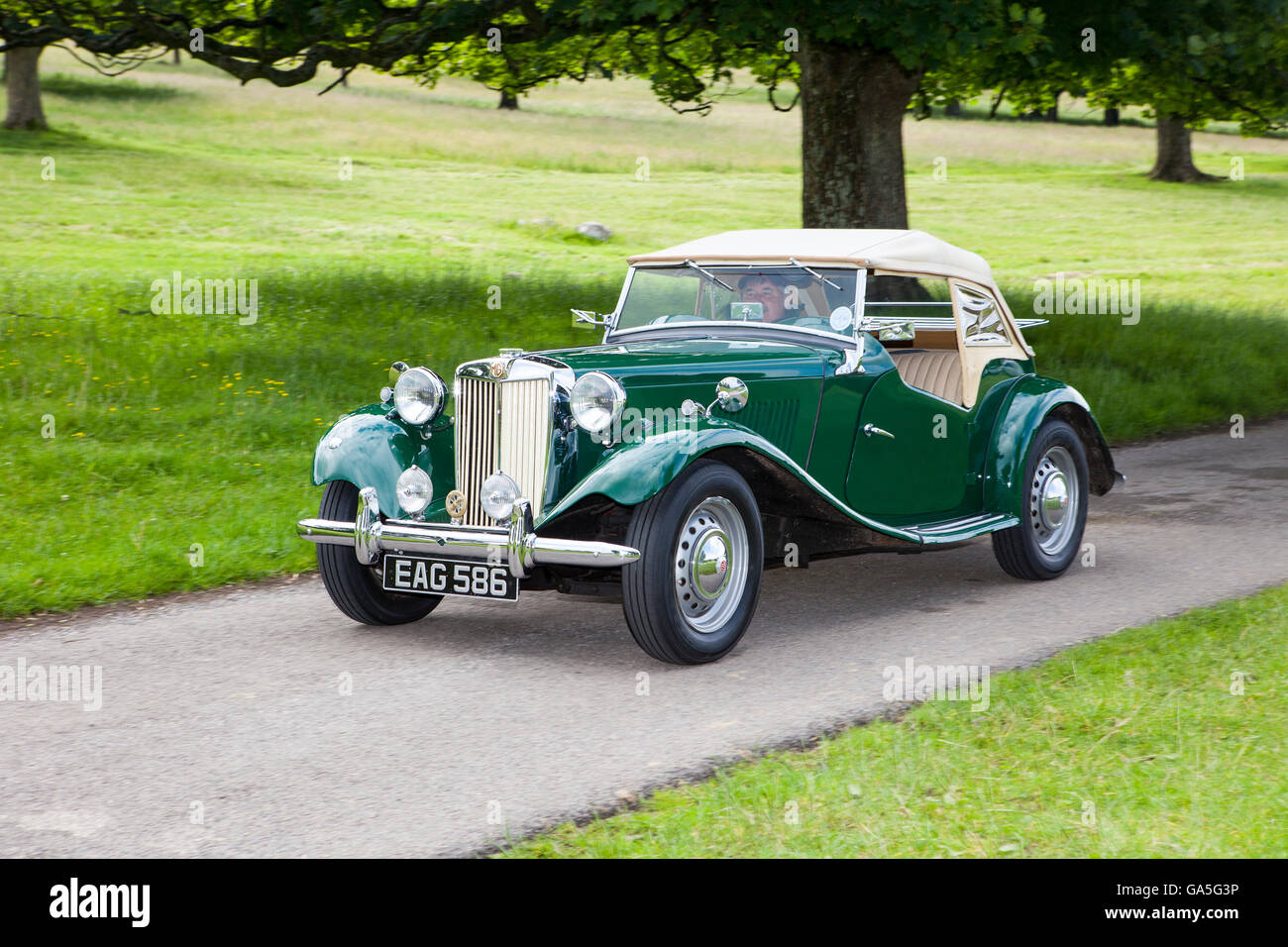 1952 GREEN MG TD TF at Leighton Hall Classic Car Rally, Carnforth ...