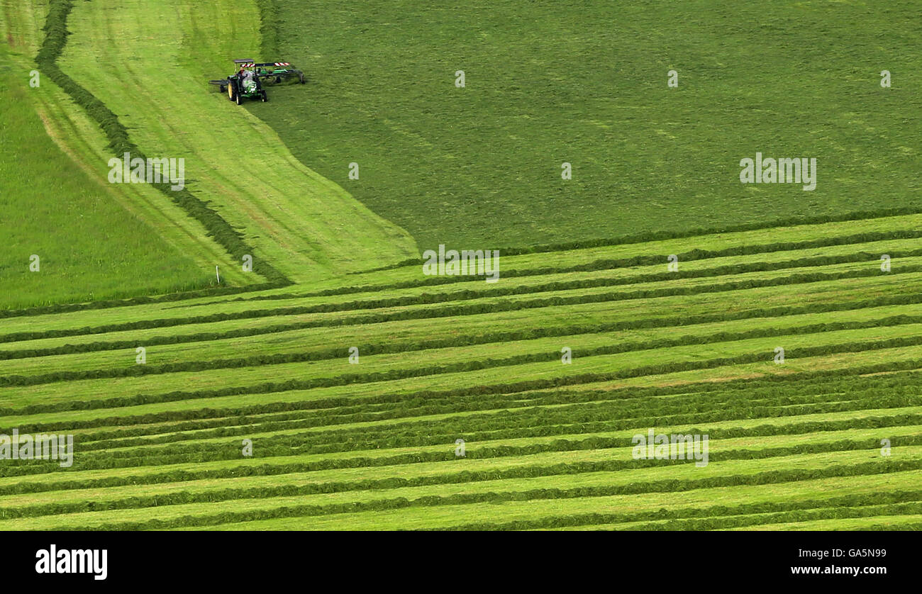 Aitrang, Germany. 3rd July, 2016. Rows of freshly mown grass form an ...